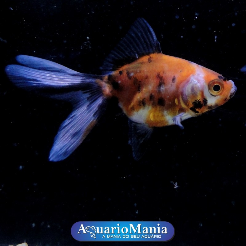 Peixes ornamentais de agua doce e salgada - Aquario Mania - Aquário Mania
