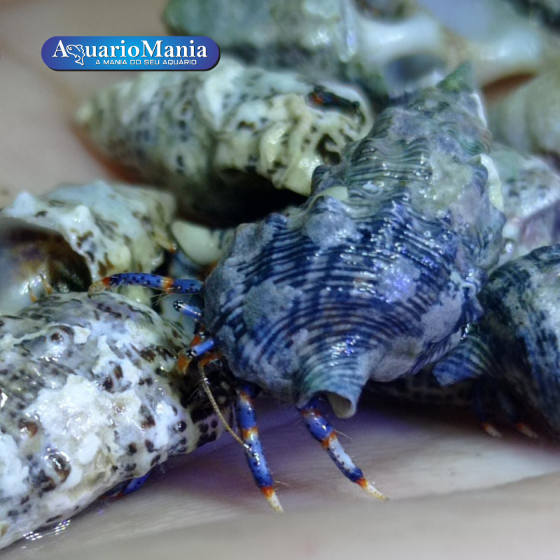 Paguro Pata Azul ( Clibanarius sclopetarius)