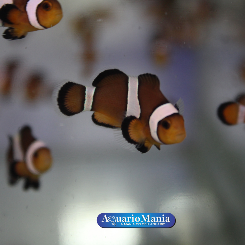 Peixe-palhaço, Ocellaris Laranja, Nemo, clown, Peixe palhaço criado