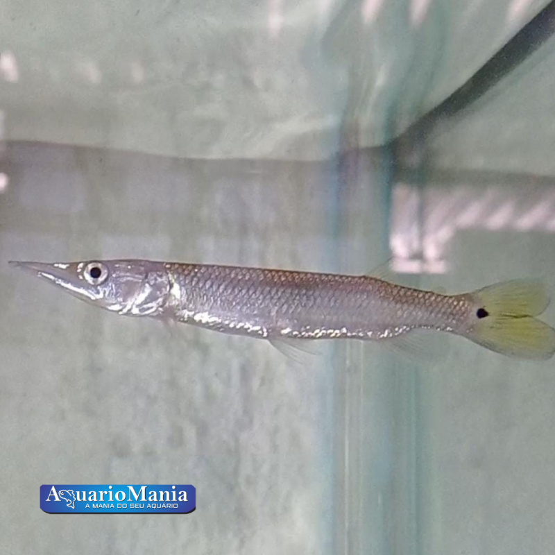 Rocket Gar 9-11cm (Ctenolucius hujeta)
