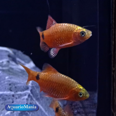 Barbo Conchonio (Puntius conchonius)