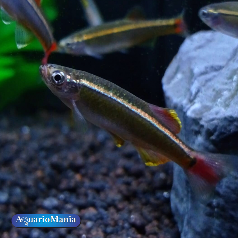 Tanictis 2-4 cm (Tanichthys albonubes)