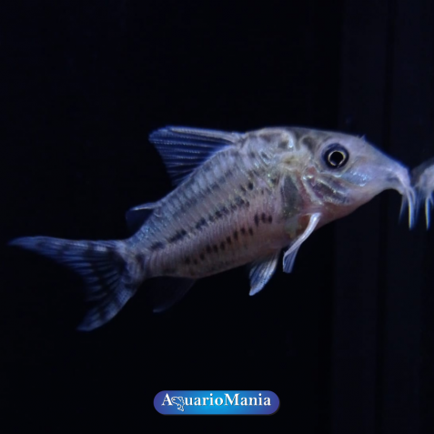 Coridora Incoliana (Corydoras incoliana )