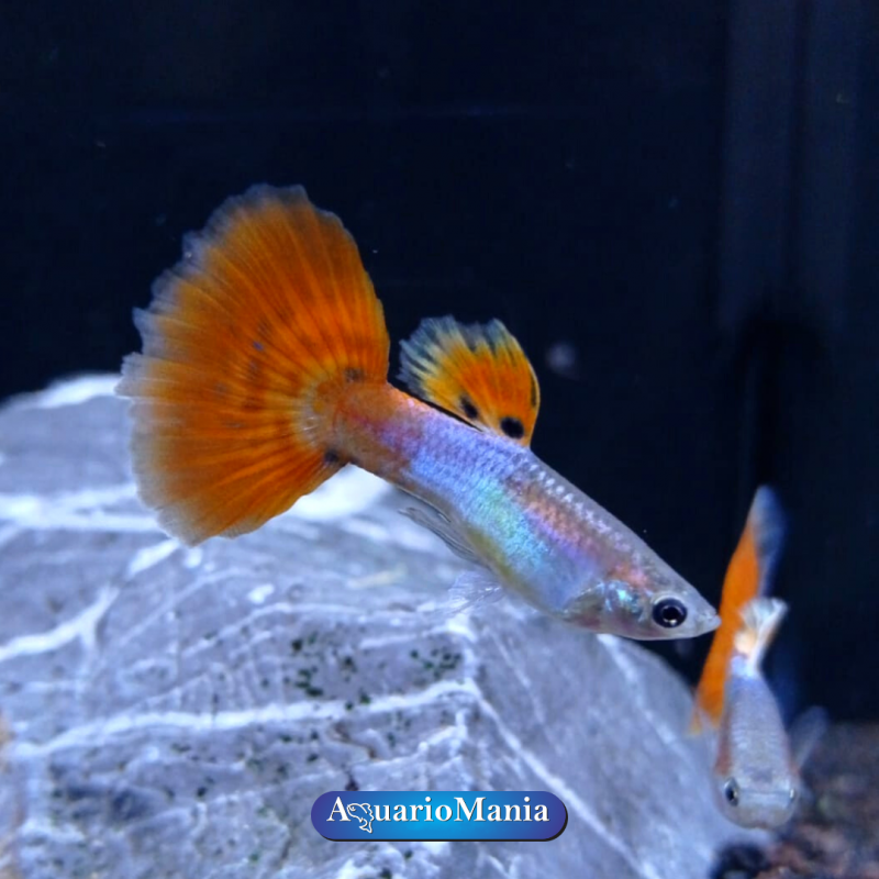 Guppy Casal Red (Poecilia reticulata)