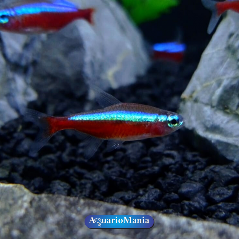 Tetra Neon Cardinal 2-3 cm (Paracheirodon axelrodi)