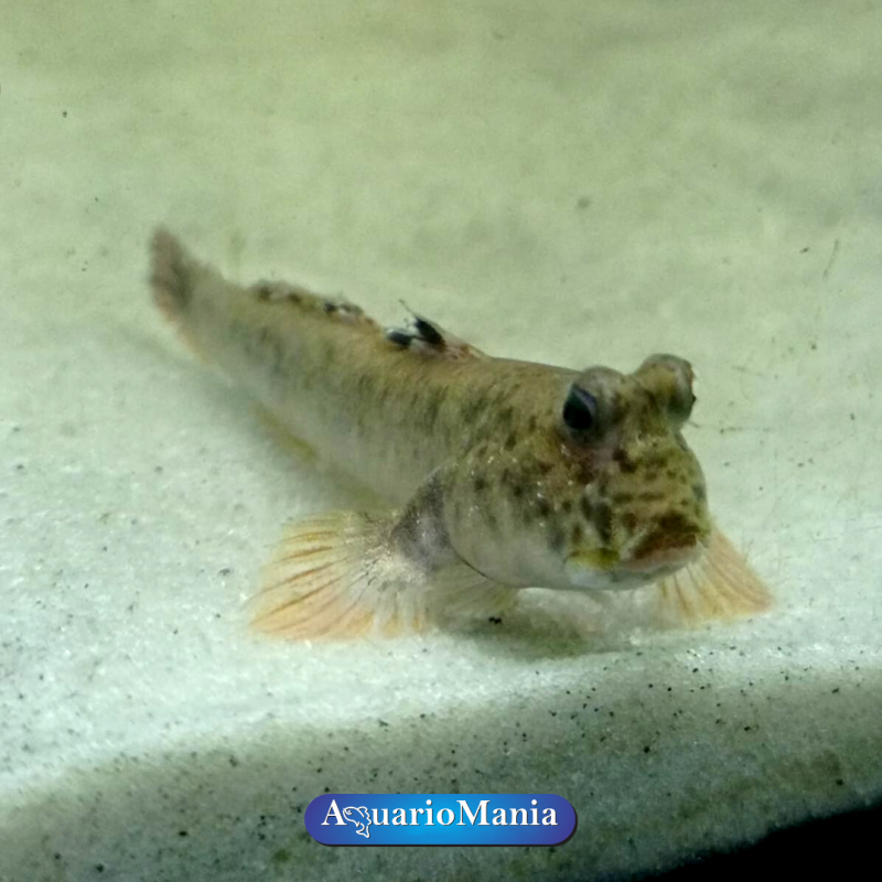 Mudskipper Barred ( Periophthalmus argentilineatus )