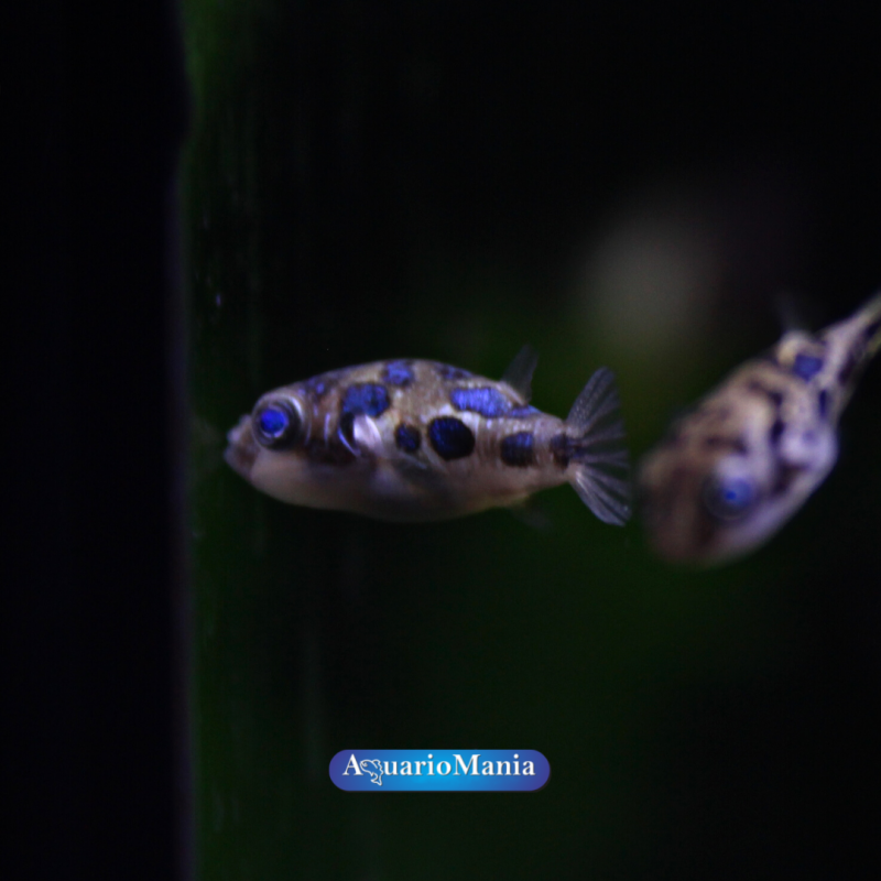 Baiacu Anão 1cm (Carinotetraodon travancoricus)