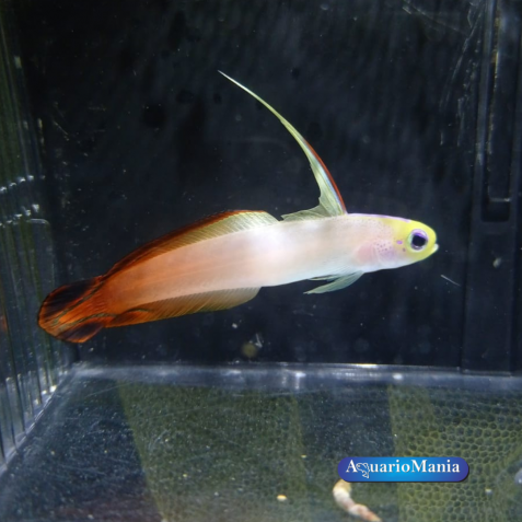 Goby Firefish (Nemateleotris magnifica)