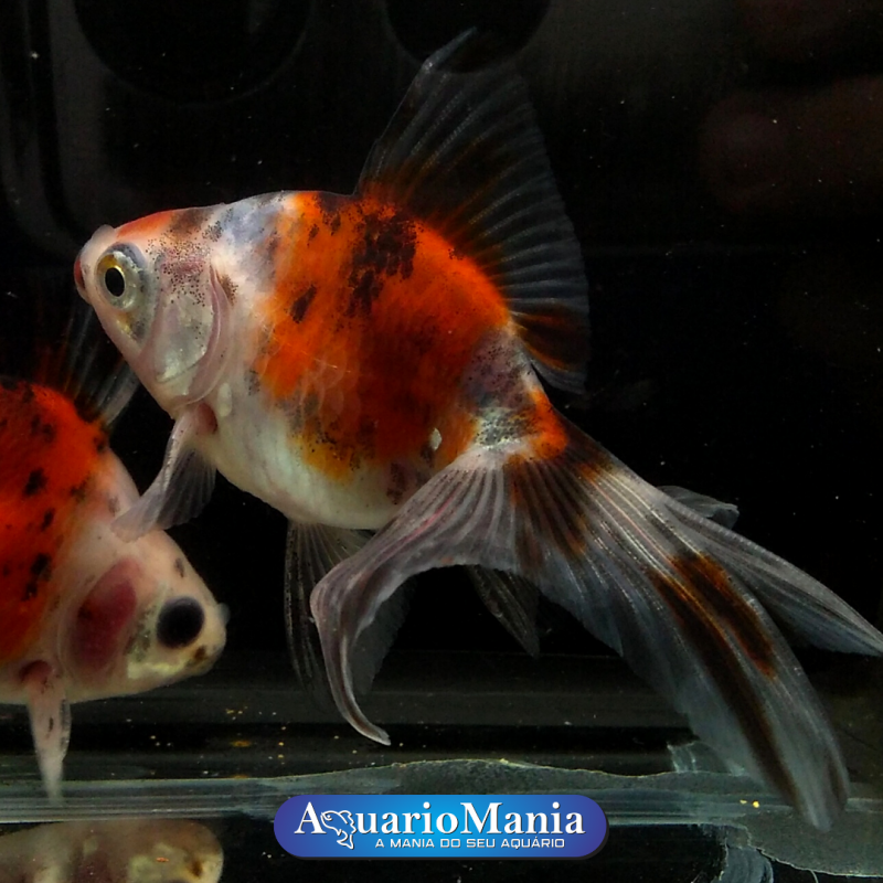 Kinguio Cálico MG Especial