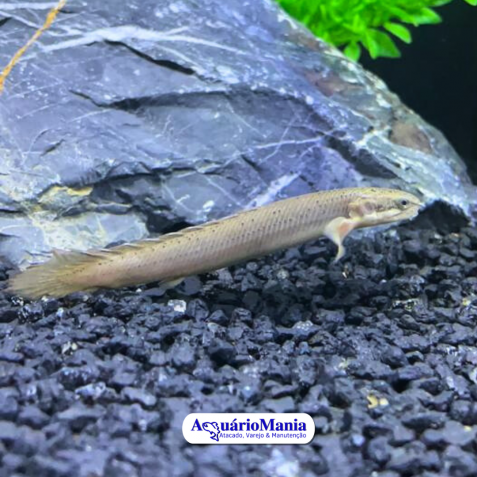 Polypterus Senegalus 4-5 cm (Polypterus senegalus)