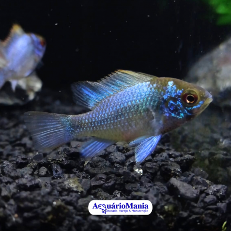 Ramirezi Eletric Blue 3-4 cm (Mikrogeophagus ramirezi)