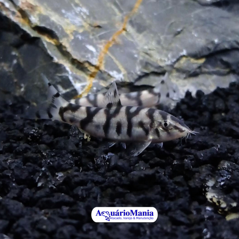 BOTIA YOYO (Botia lohachata)