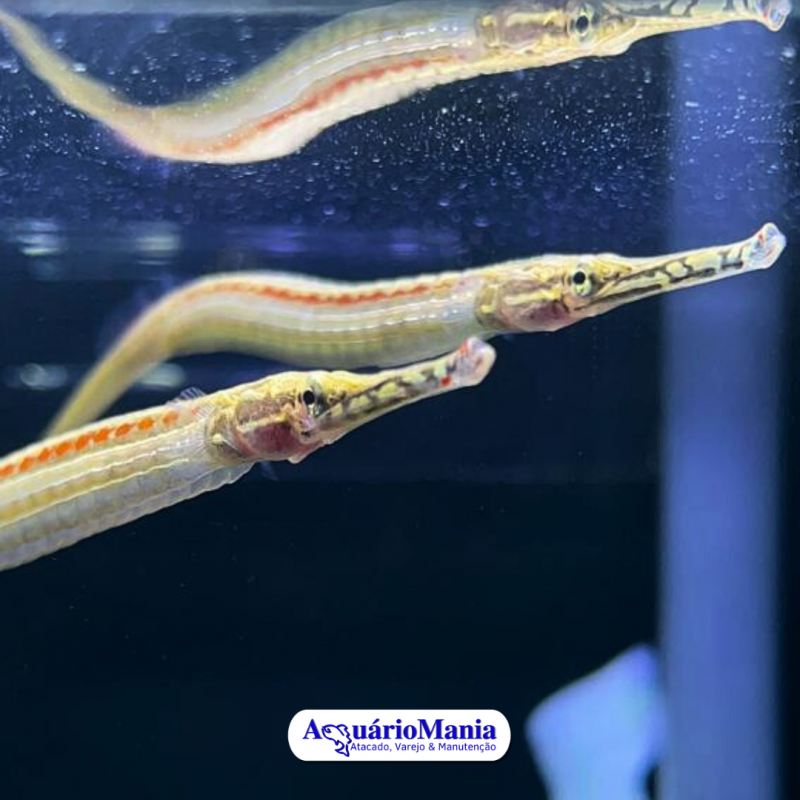 Peixe Cachimbo 12cm ( Microphis Lineatus )