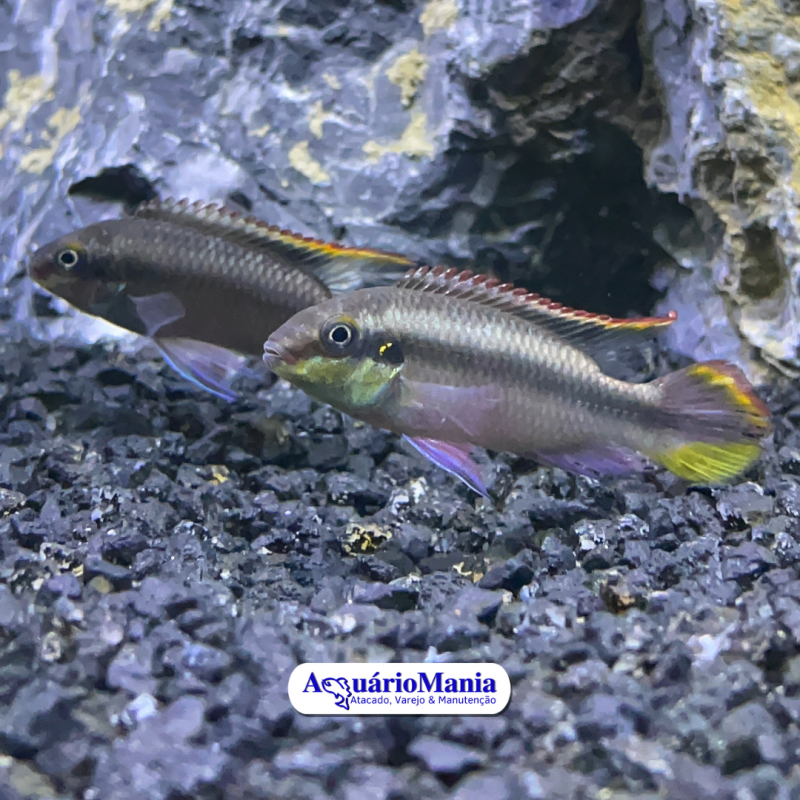 Kribensis (Pelvicachromis pulcher)