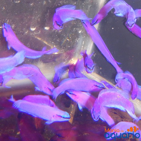 Pseudochromis Fridmani (Pseudochromis fridmani) Criado