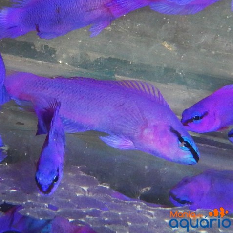 Pseudochromis Fridmani (Pseudochromis fridmani) Criado