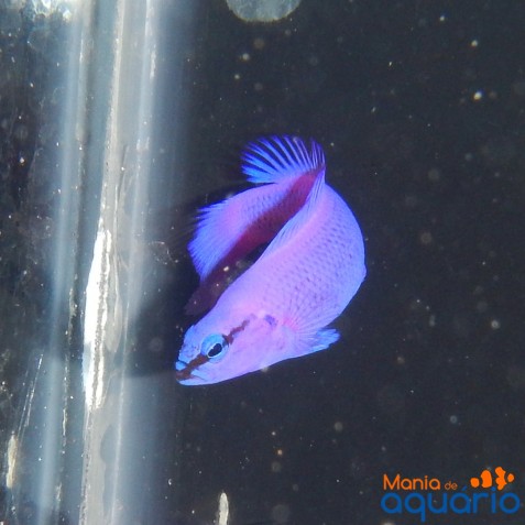 Pseudochromis Fridmani (Pseudochromis fridmani) Criado