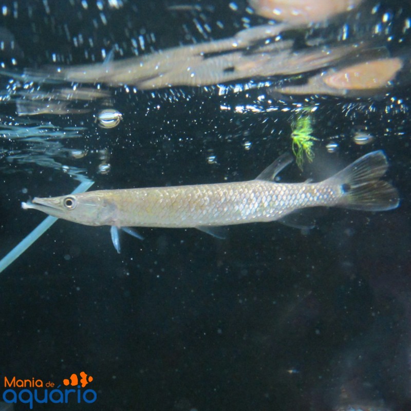 Rocket Gar 9-11cm (Ctenolucius hujeta)