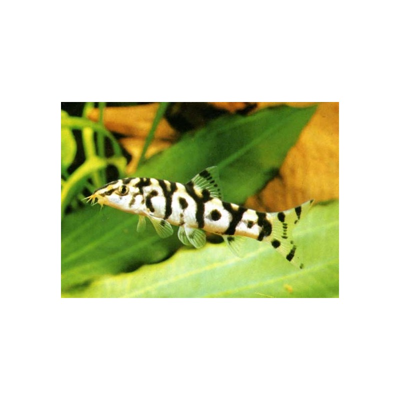 BOTIA YOYO (Botia lohachata)