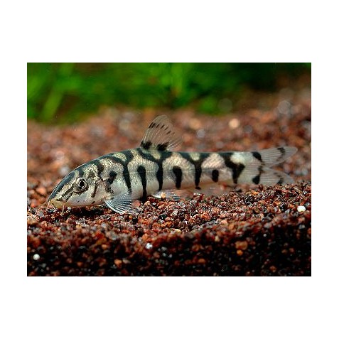 BOTIA YOYO (Botia lohachata)