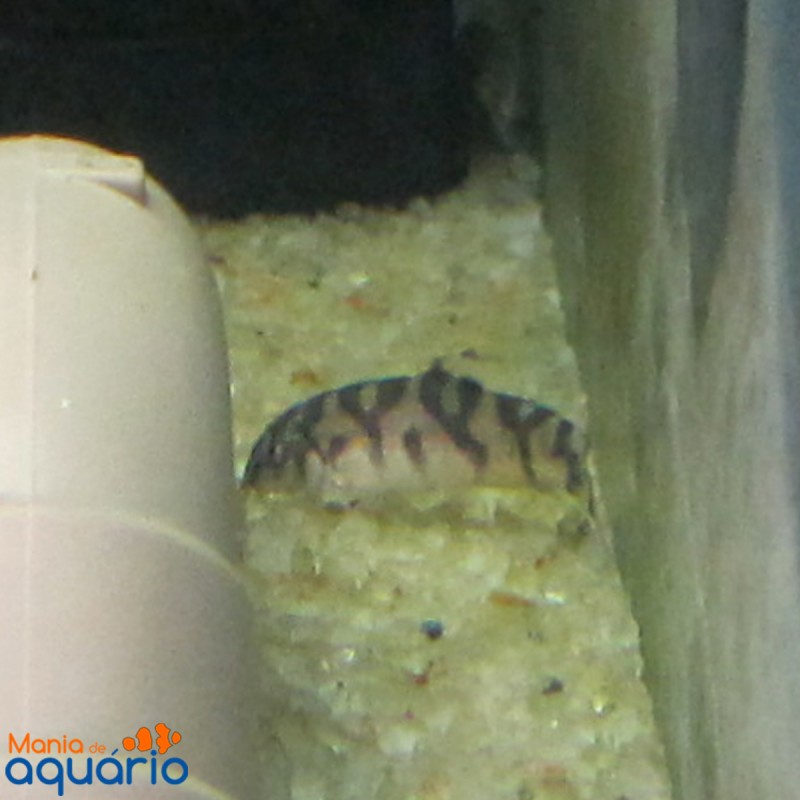 BOTIA YOYO (Botia lohachata)