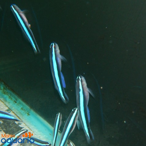 Neon Goby Blue (Elacatinus oceanops) Criado