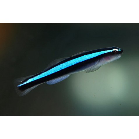 Neon Goby Blue (Elacatinus oceanops) Criado