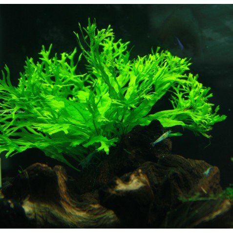 Microsorum pteropus (Windeløv) ( 6 folhas )