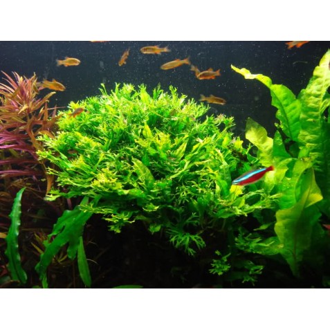 Microsorum pteropus (Windeløv) ( 6 folhas )