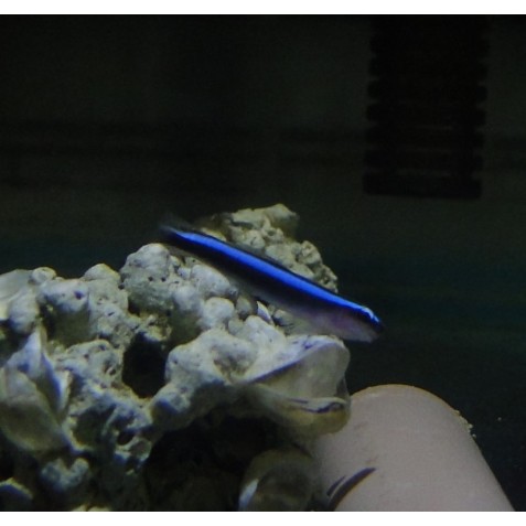 Neon Goby Blue (Elacatinus oceanops) Criado