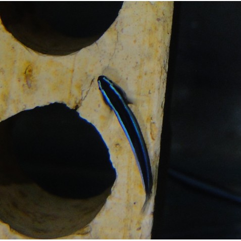 Neon Goby Blue (Elacatinus oceanops) Criado