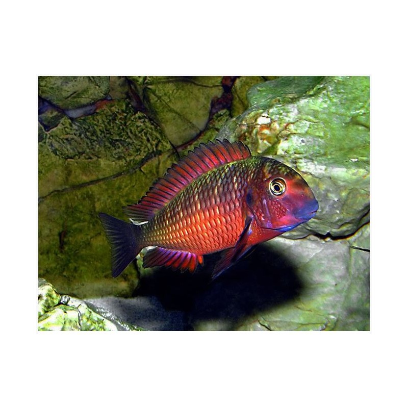 Tropheus Red Moliro 3-5cm