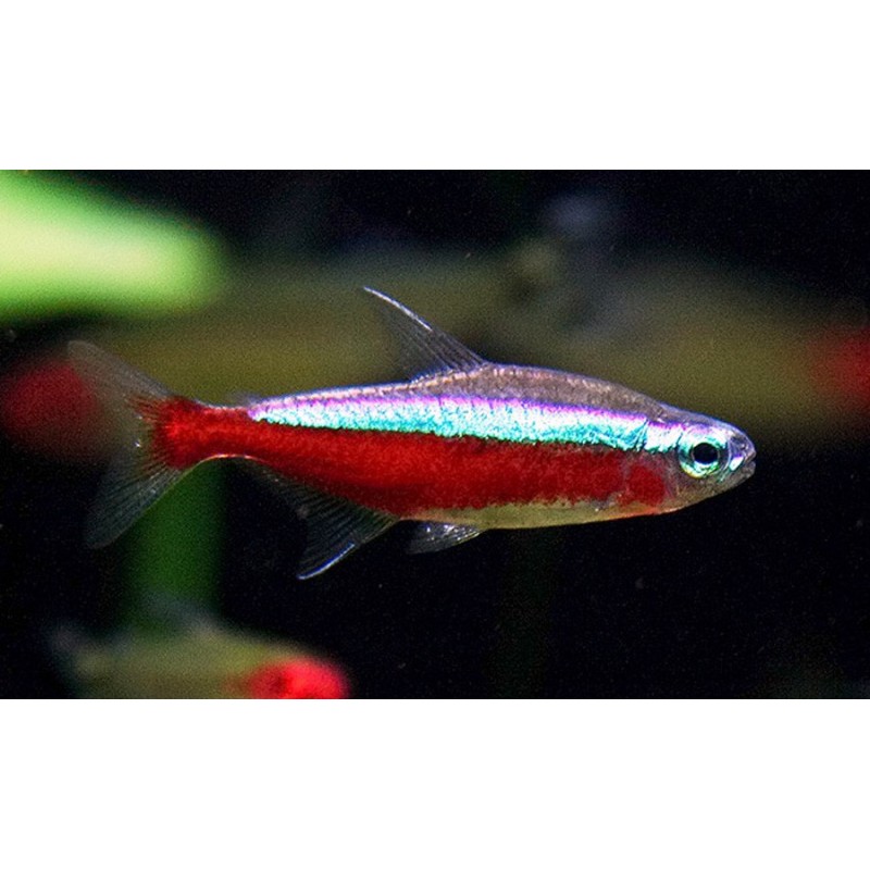 Tetra Neon Cardinal 2-3 cm (Paracheirodon axelrodi)