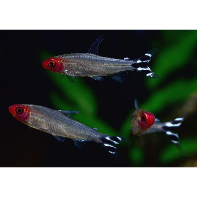 tetra rodostomus
