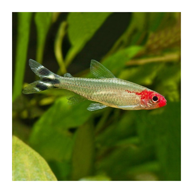 tetra rodostomus