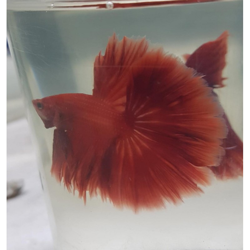 betta splendens