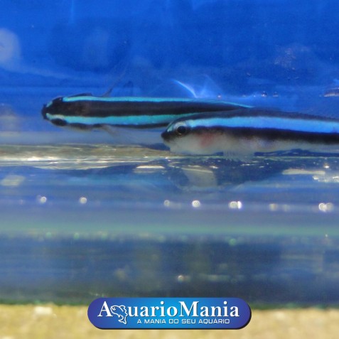 Neon Goby Blue (Elacatinus oceanops) Criado