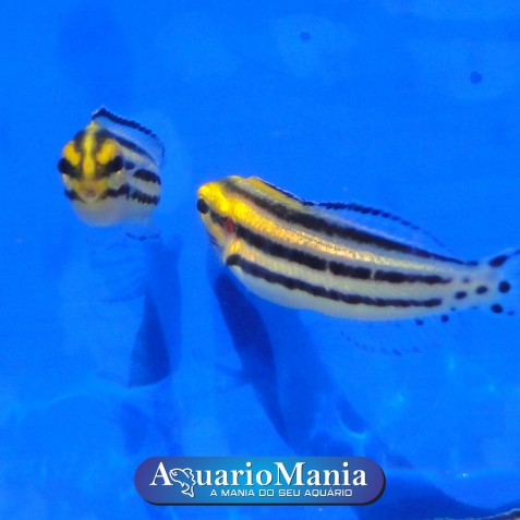 Blenio Striped (Meiacanthus grammistes)