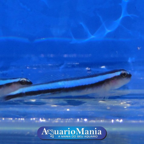 Neon Goby Blue (Elacatinus oceanops) Criado