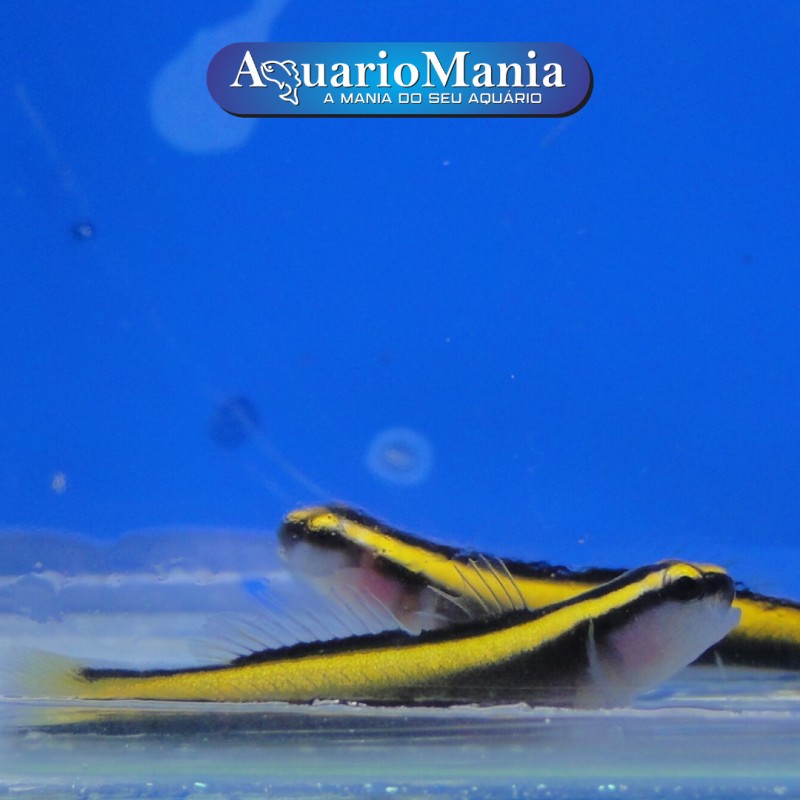 Neon Goby Yellow (Elacatinus figaro) Criado