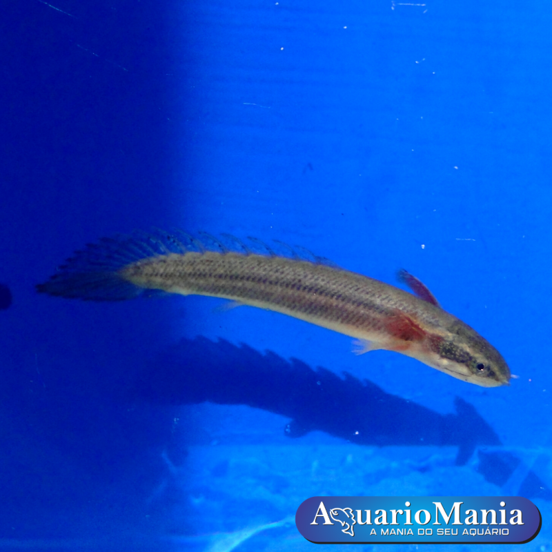 Polypterus Senegalus 4-5 cm (Polypterus senegalus)