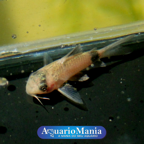 Coridora Panda (Corydoras panda)