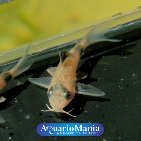 Coridora Panda (Corydoras panda)