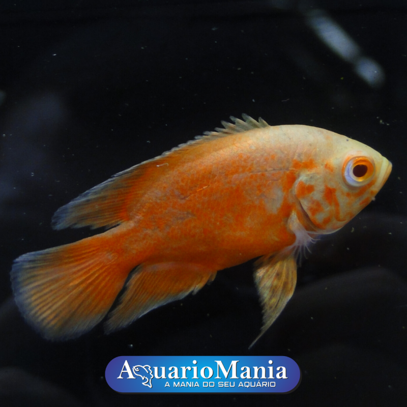 OSCAR RED RUBI ALBINO 7 - 8 cm (Astronotus ocellatus)