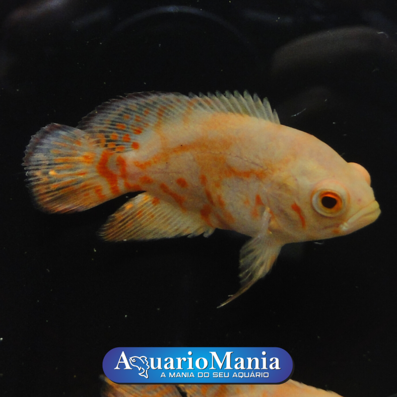 oscar red tiger albino