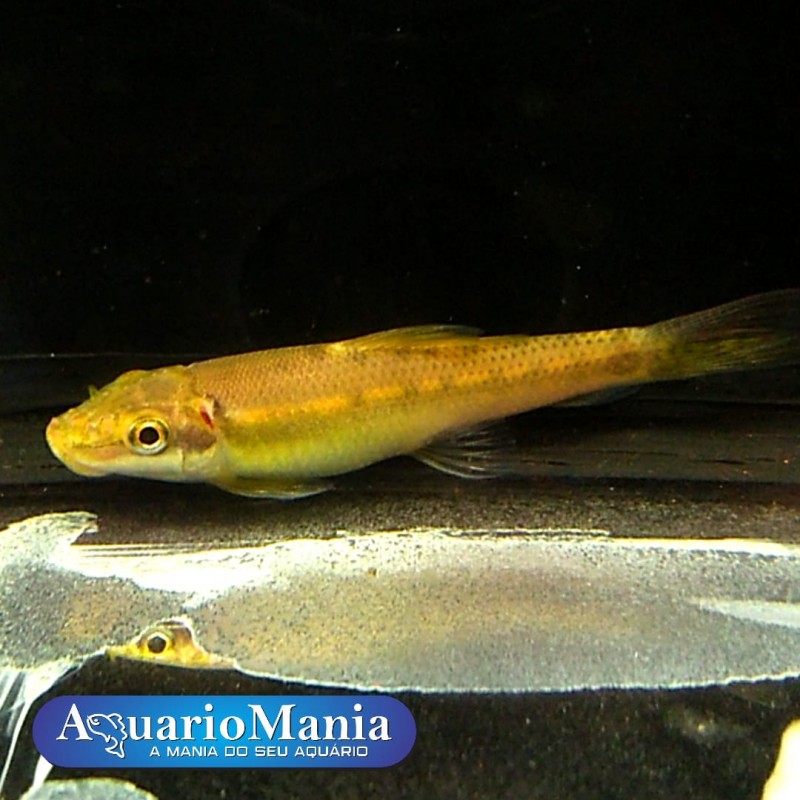 Peixes ornamentais de agua doce e salgada - Aquario Mania - Aquário Mania