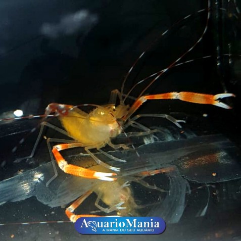 Camarão Stenopus Gold 4-5 cm (Stenopus scutellatus)
