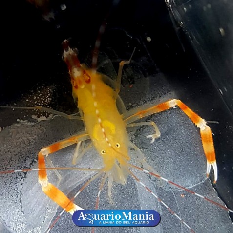Camarão Stenopus Gold 4-5 cm (Stenopus scutellatus)