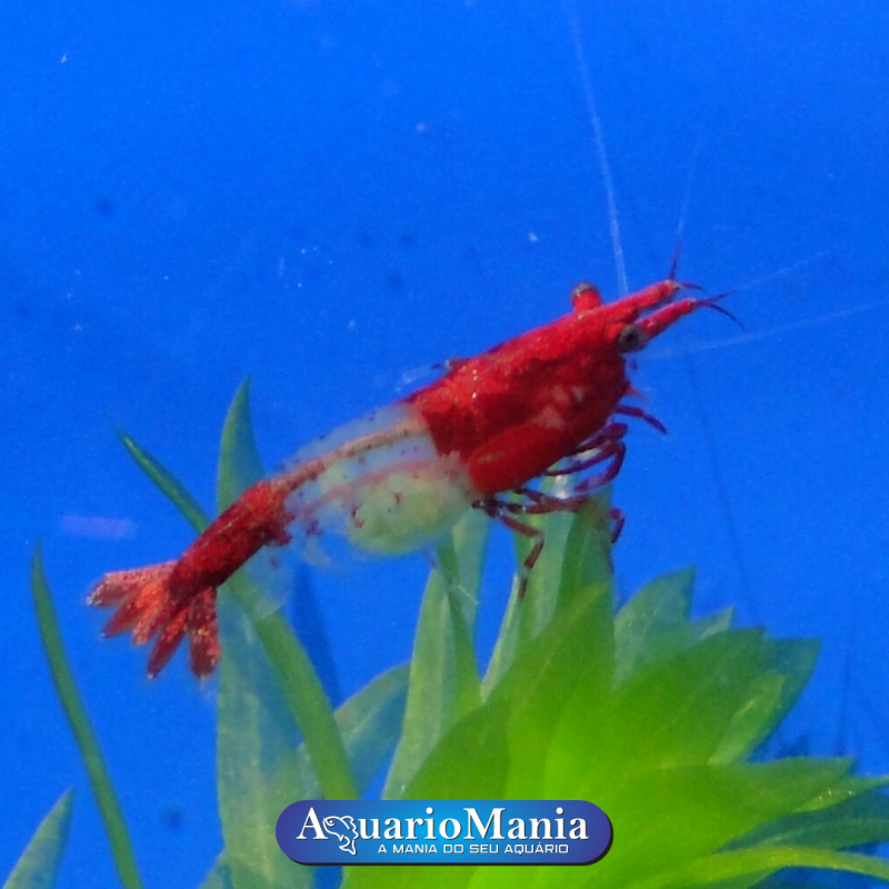 Camarão Red Rilli (Neocaridina sp)