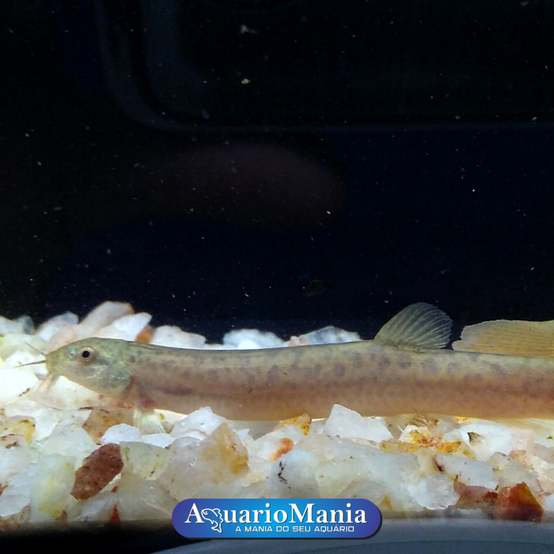 Dojô (Misgurnus anguillicaudatus)